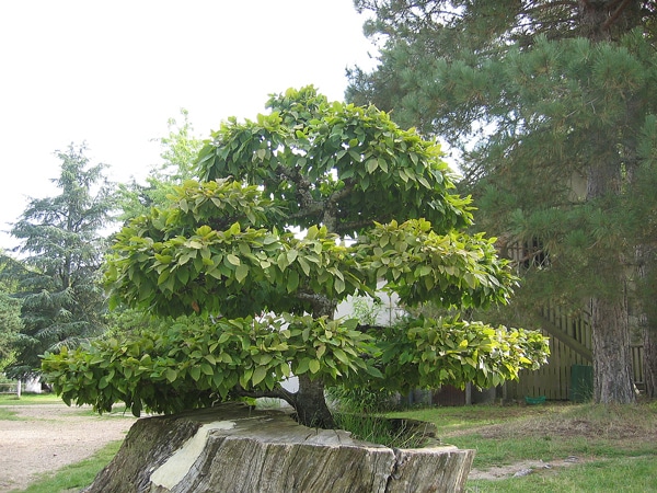 Charme – Carpinus | Le Peuple d'À Côté