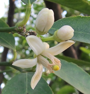 Sexualité des Spermatophytes | Le Peuple d'À Côté