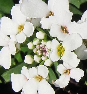 Sexualité des Spermatophytes | Le Peuple d'À Côté